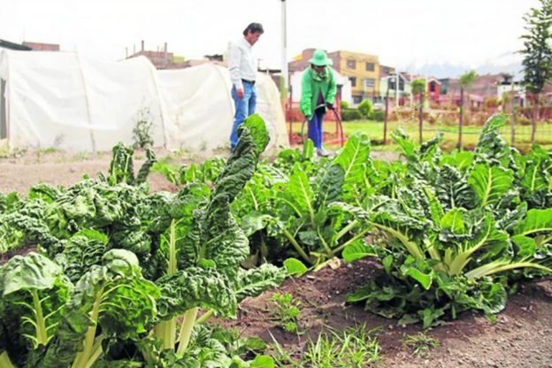 ¿CÓMO SE PUEDEN IMPLEMENTAR LOS BIOHUERTOS? – RCR Peru