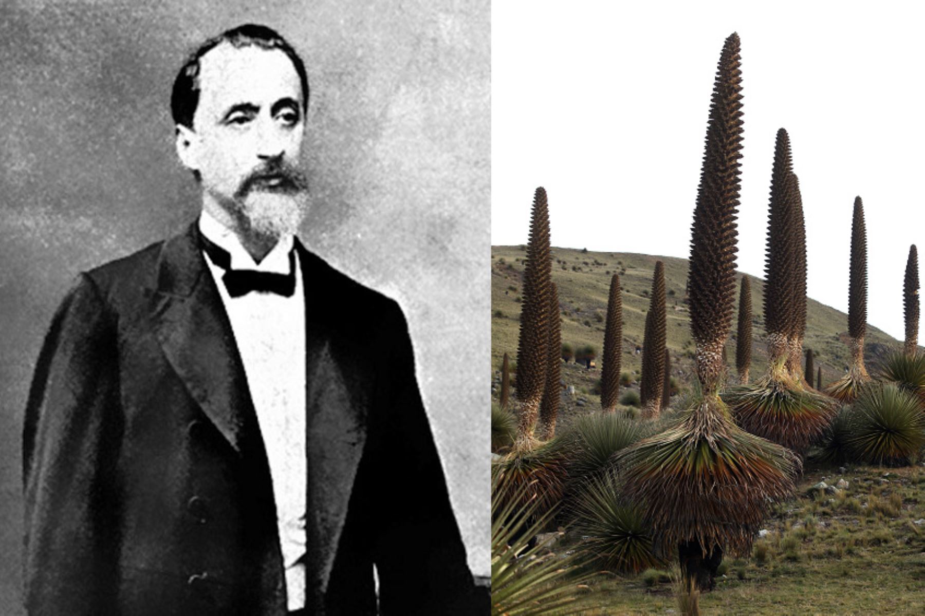 ANTONIO RAIMONDI: CONOZCA EL VALIOSO LEGADO QUE DEJÓ EL SABIO ITALIANO ...