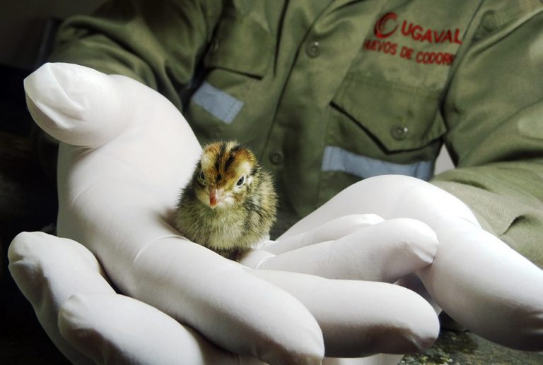 REQUISITOS BÁSICOS PARA LA CRIANZA DE CODORNICES – RCR Peru