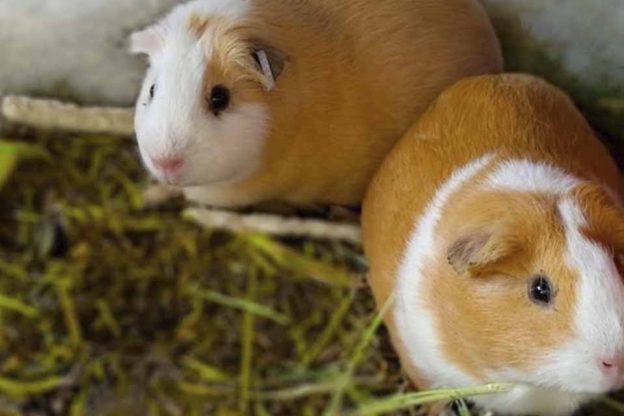 LOS BENEFICIOS DE LA CARNE DE CUY, SUPERALIMENTO DE FORMIDABLE APORTE ...