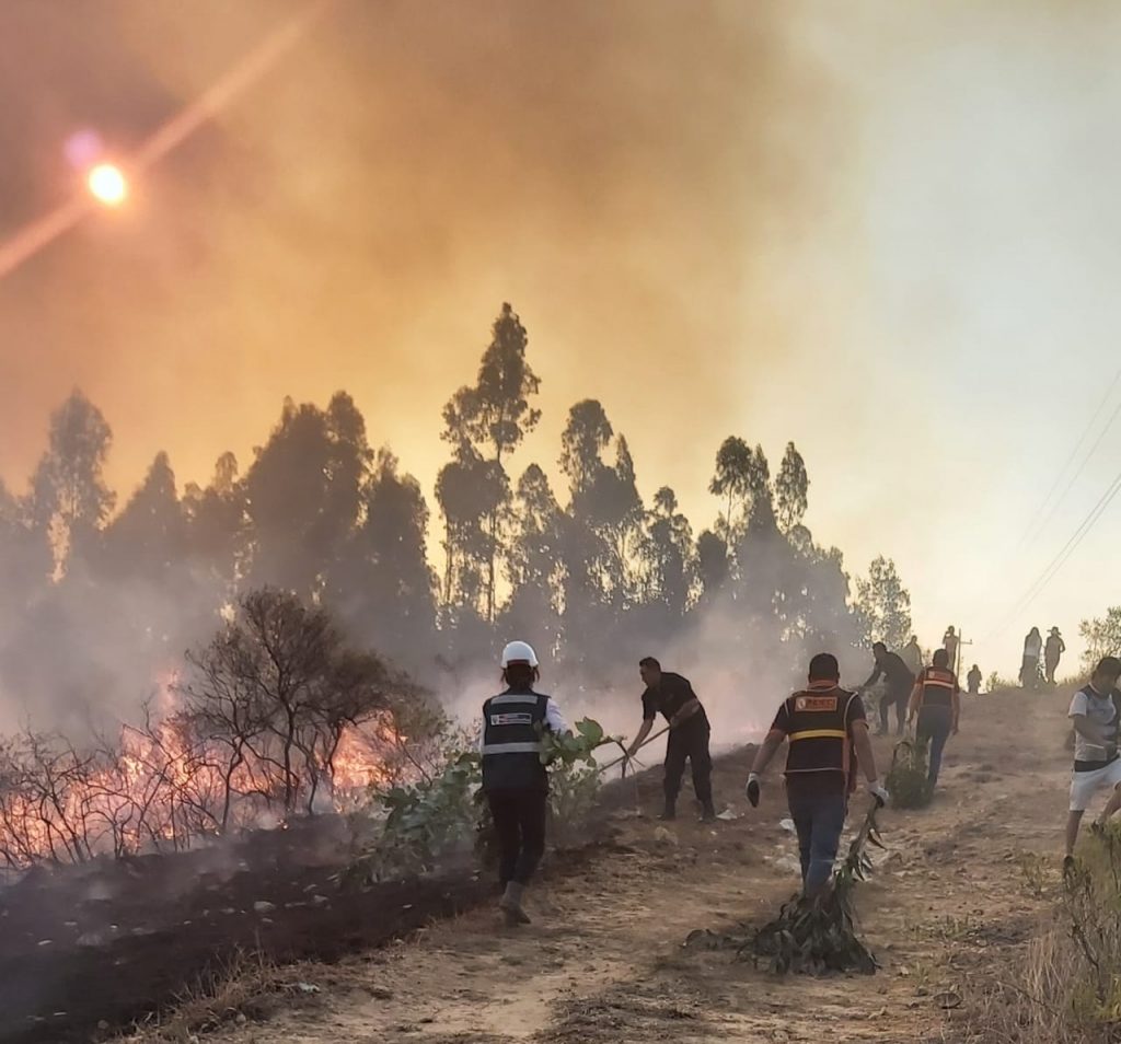 Incendios Forestales Afectaron MÁs De 700 HectÁreas De Plantaciones