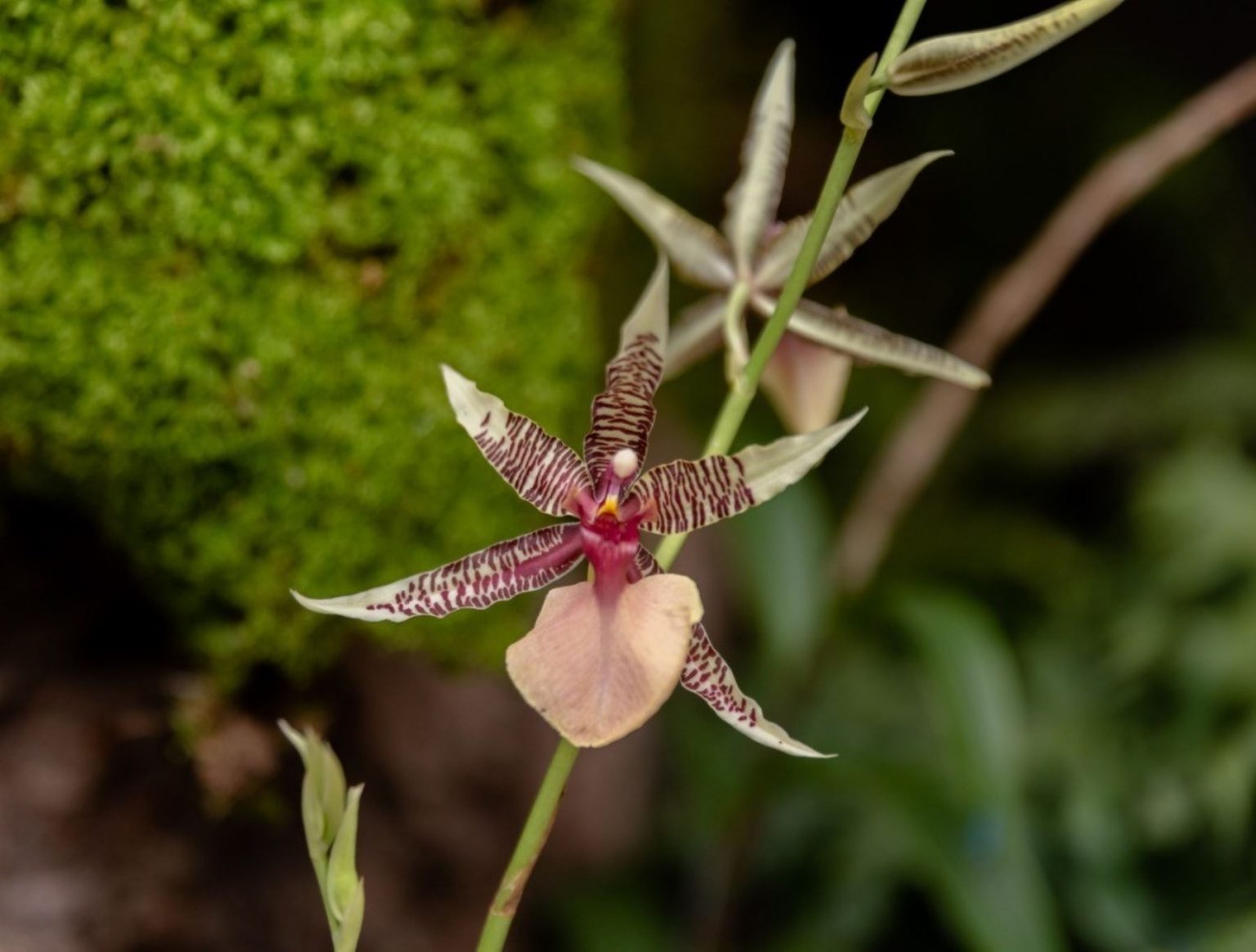 ORQUÍDEAS: PERÚ APRUEBA PLAN NACIONAL PARA GARANTIZAR SU CONSERVACIÓN ...