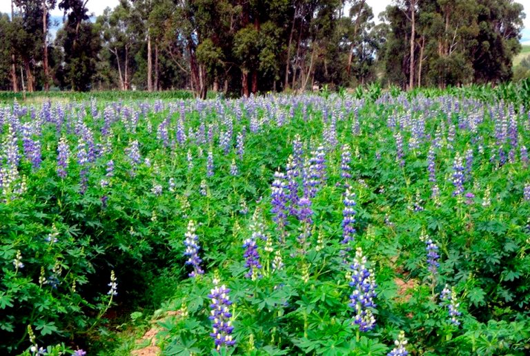MIDAGRI PRESENTA NUEVA VARIEDAD DE TARWI CON ALTA CALIDAD GENÉTICA QUE ...