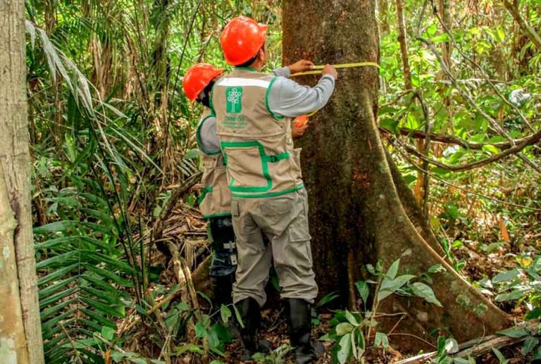 EN LA AMAZONÍA SE PUEDEN CULTIVAR ESPECIES FORESTALES DE RÁPIDA ...