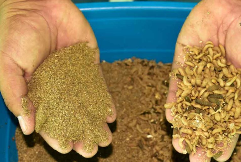 EMPRENDIMIENTO GANADOR DE PERUMIN INSPIRA TRANSFORMA RESIDUOS DE MOSCA ...