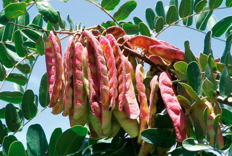 CAJAMARCA: “31 MIL PLANTONES DE TARA BRINDARÍA POSIBILIDADES ECONOMICAS ...