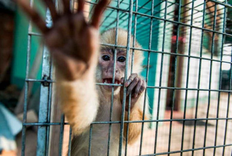 EL TRÁFICO ILEGAL DE ESPECIES AMAZÓNICAS GENERA UN IMPACTO ECONÓMICO DE ...