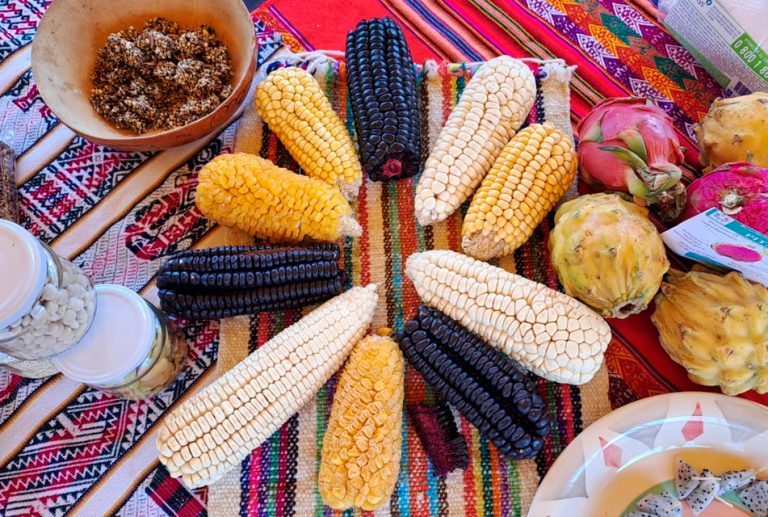 EN 30% SE INCREMENTA RENTABILIDAD ECONÓMICA DE PRODUCTORES DE MAÍZ A ...