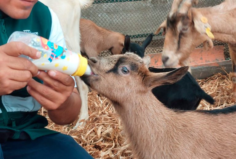 HUARAL: NACEN PRIMERAS CRÍAS DE CAPRINO POR TRANSFERENCIA DE EMBRIONES ...