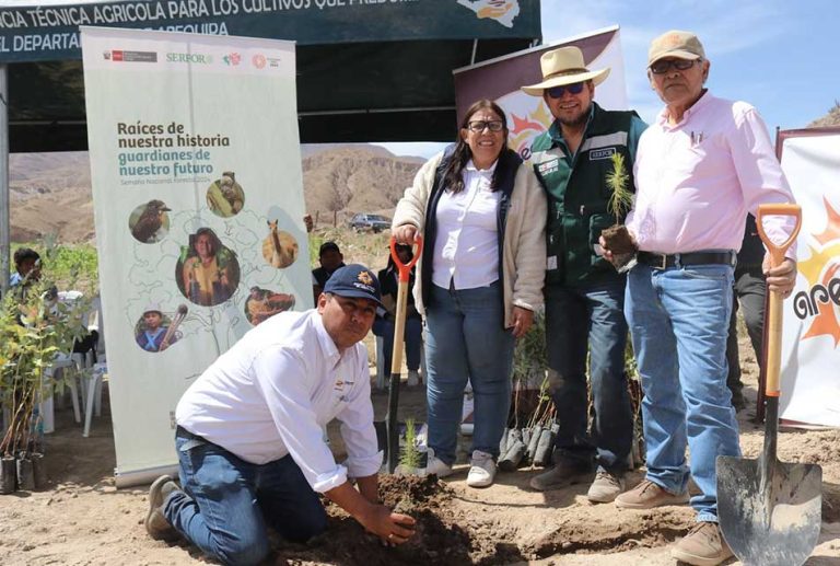 SERFOR Y EL GOBIERNO REGIONAL DE AREQUIPA INSTALAN 1500 ÁRBOLES DE PINO ...